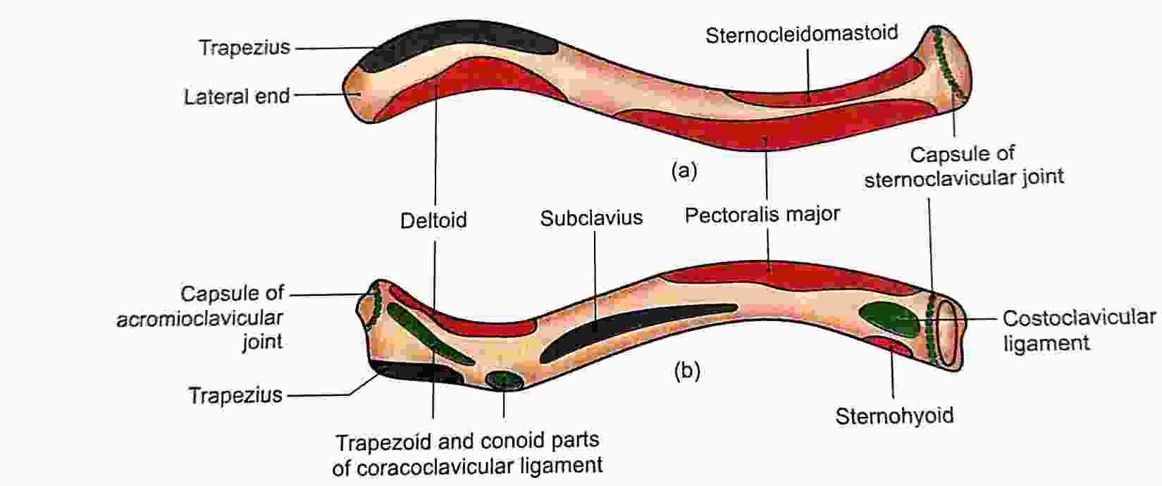 Clavicle(Collar Bone), Anatomical Position, Parts,attachment