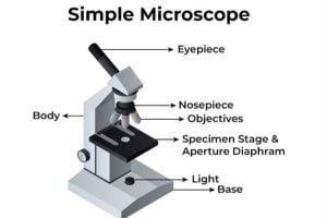 Compound Microscope:definition, Diagram,parts,uses,principle
